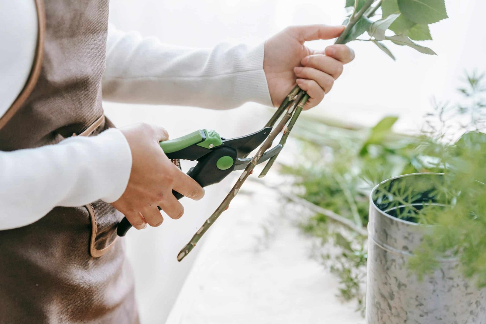 Flower Care Tips: Best Practices for Indoor & Garden Flowers